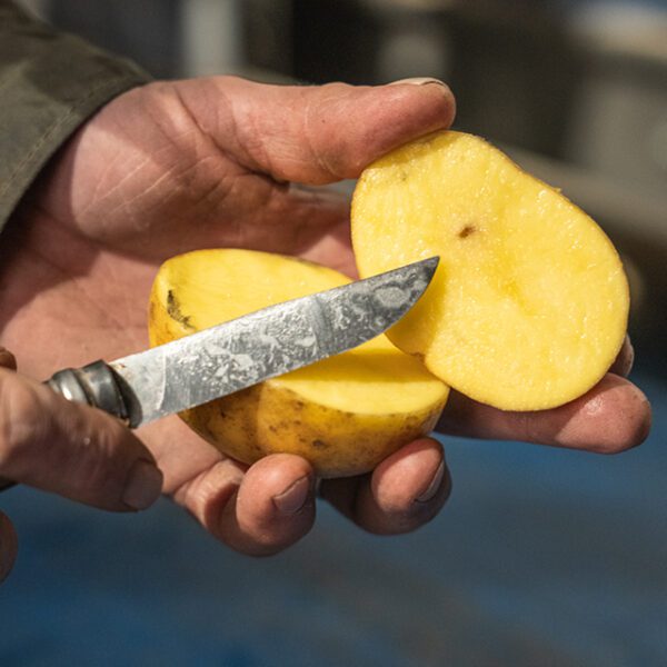 TrueSort™- Fruit & vegetables Grading Software | Ellips