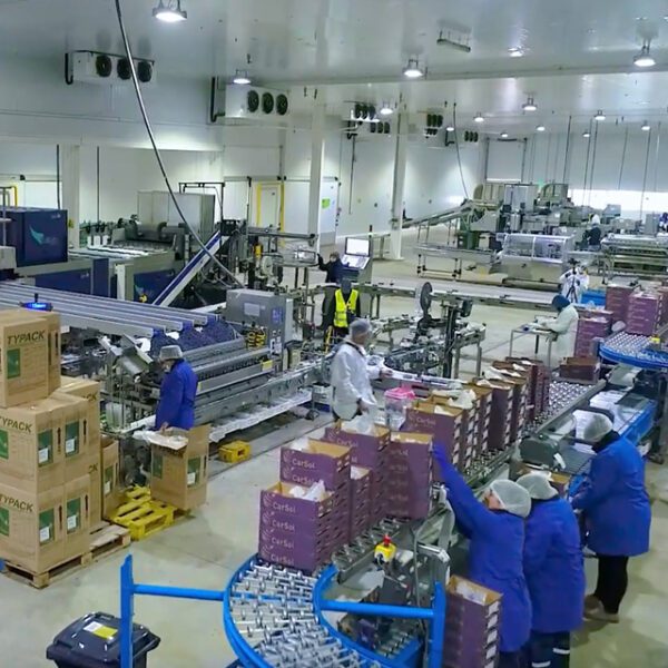 Elifab Grading Machines | Next level grading by Ellips