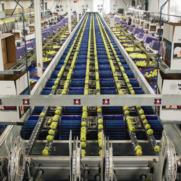 Elisam Grading Machines | Next level grading by Ellips