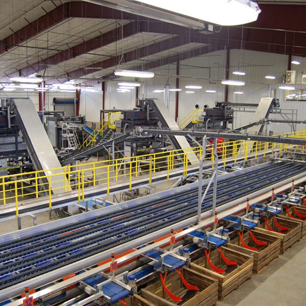 Onions - Grade fruit and vegetables with high speed and consistent quality