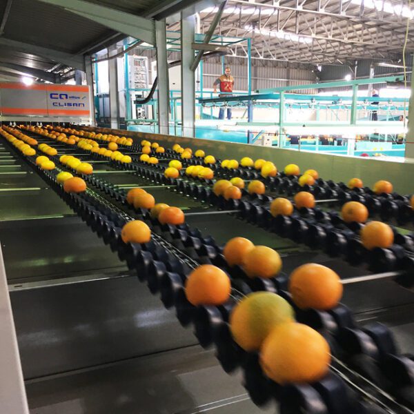 Oranges - Grade fruit and vegetables with high speed and consistent quality
