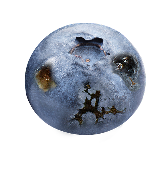 Blueberry grading machine - every blueberry counts | Ellips-Elifab