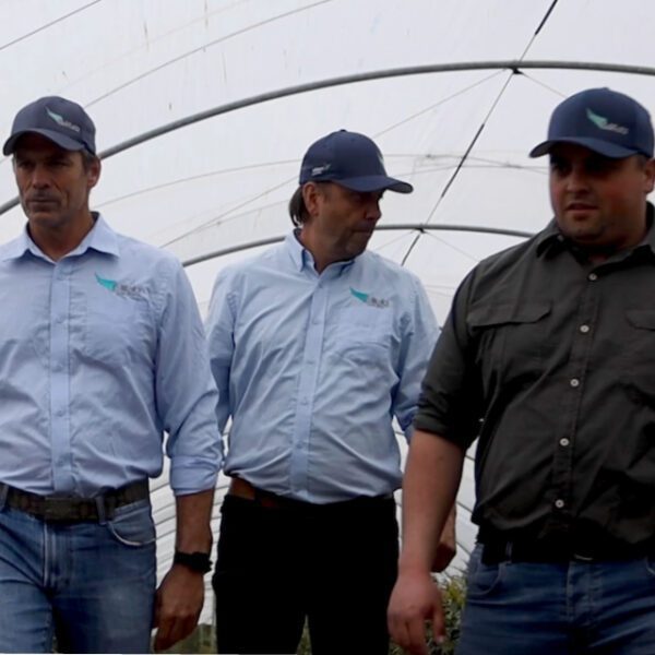 Elifab grading - maximize the value in every harvest - Ellips