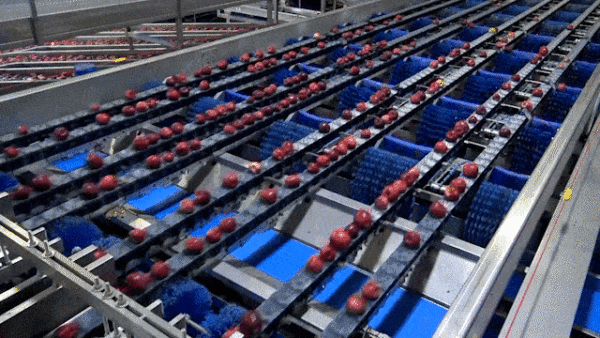 Apple grading machine - every apple counts | Ellips-Elisam