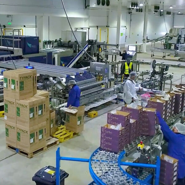 Blueberry grading machine - every blueberry counts | Ellips-Elifab