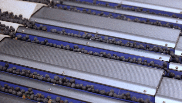 Blueberry grading machine - every blueberry counts | Ellips-Elifab