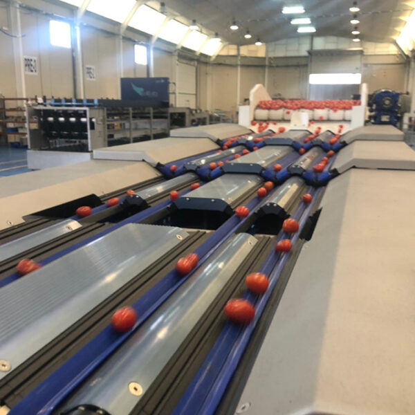 Cherry tomato grading machine - every tomato count | Ellips-Elifab