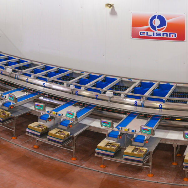 Date grading machine - every date counts | Ellips-Elisam