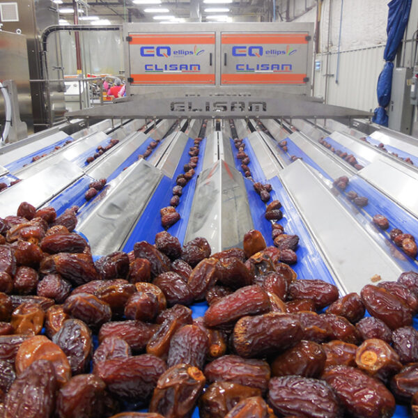 Date grading machine - every date counts | Ellips-Elisam