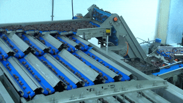 Date grading machine - every date counts | Ellips-Elisam