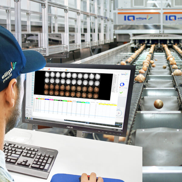 Onion grading machine - every onion counts | Ellips-Elisam