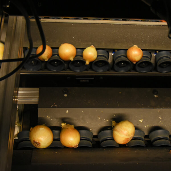Onion grading machine - every onion counts | Ellips-Elisam
