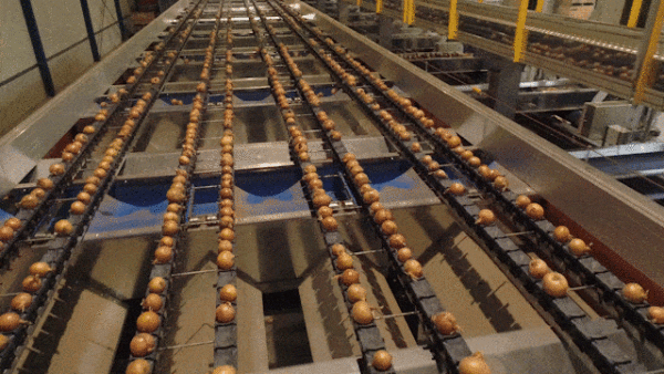Onion grading machine - every onion counts | Ellips-Elisam