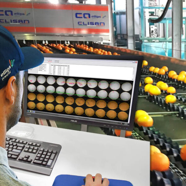 Orange grading machine - every orange counts | Ellips-Elisam