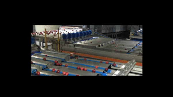 Pomegranate grading machine - every pomegranate counts | Ellips