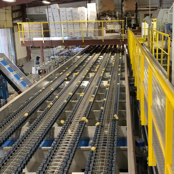 Potato grading machine - every potato counts | Ellips-Elisam