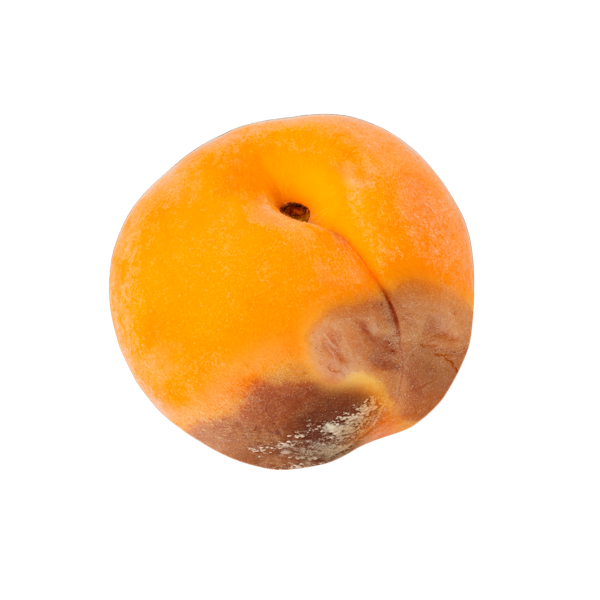 Apricot grading machine - every apricot counts | Ellips-Elisam