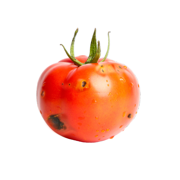 Tomatoes - Grade fruit and vegetables with high speed and consistent ...