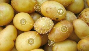 Potato grading machine - every potato counts | Ellips-Elisam