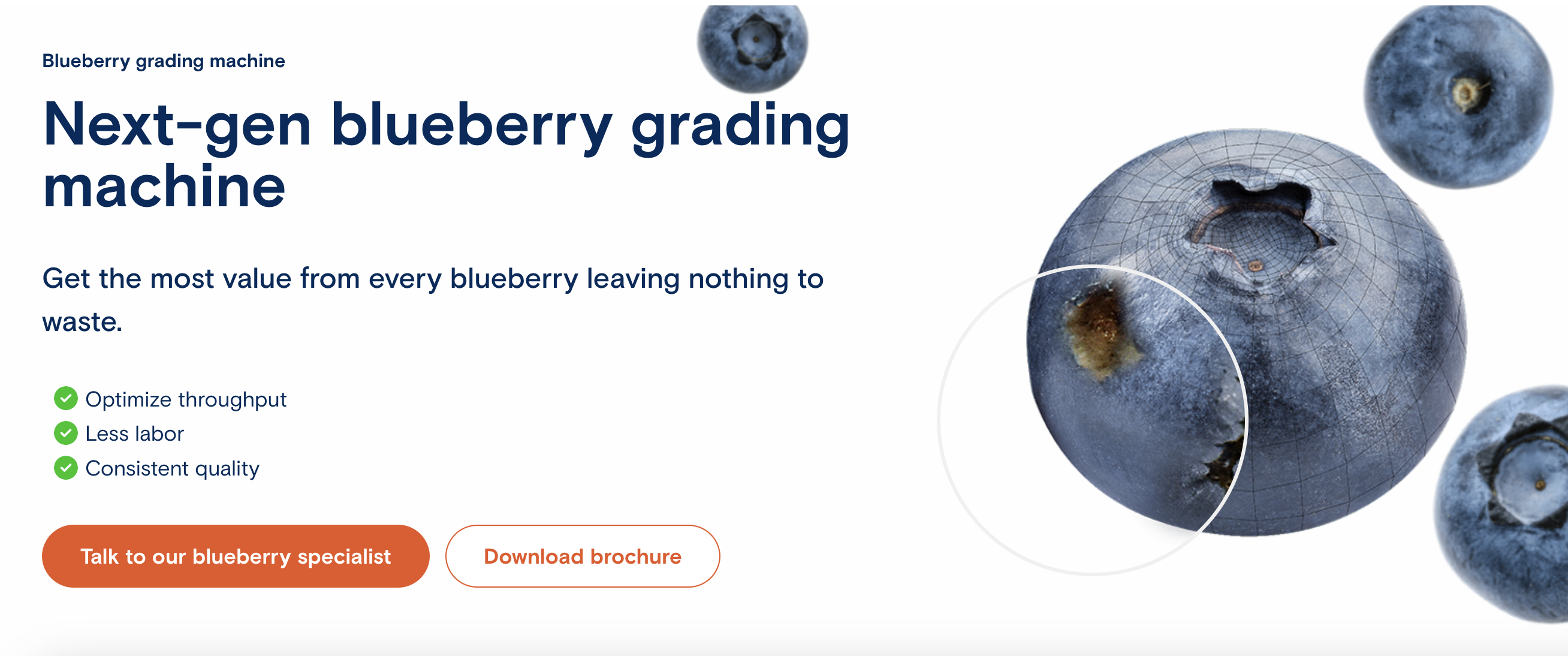 Blueberry grading machine - every blueberry counts | Ellips-Elifab