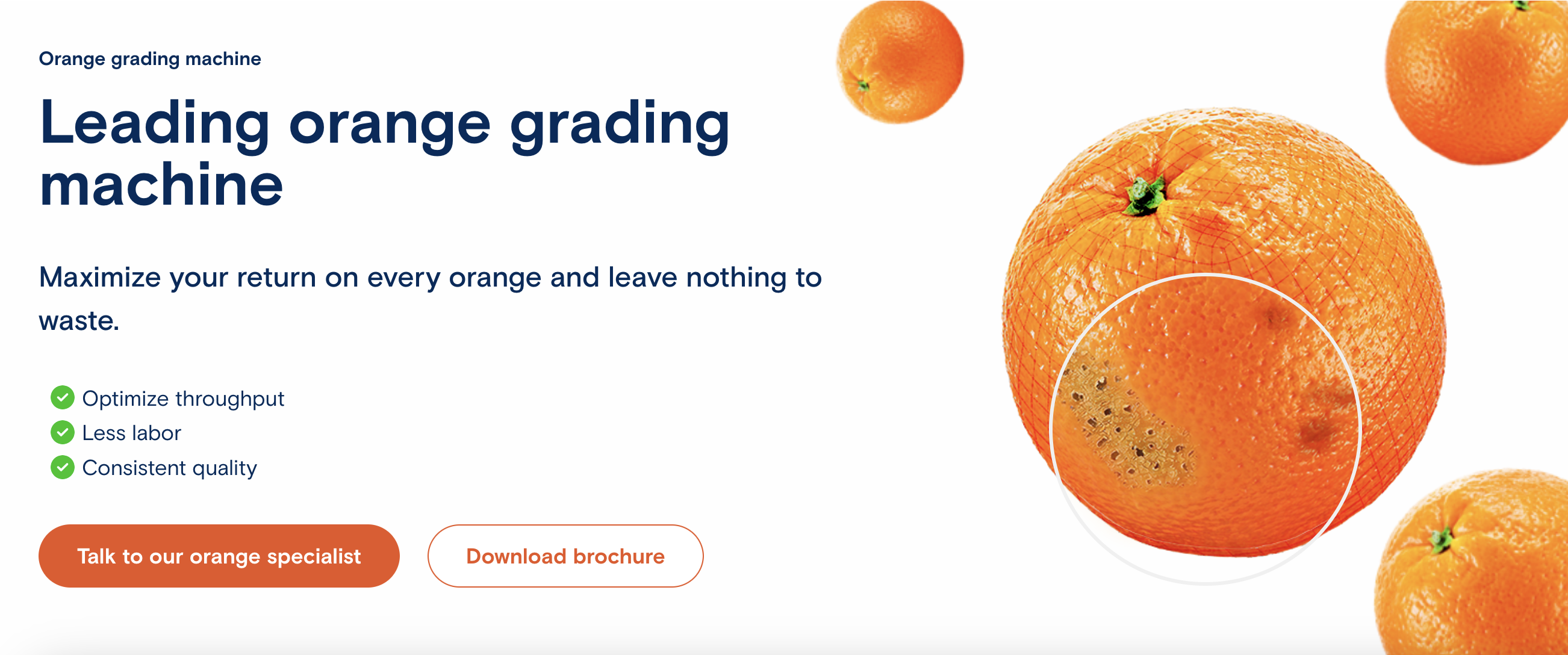 Orange grading machine - every orange counts | Ellips-Elisam