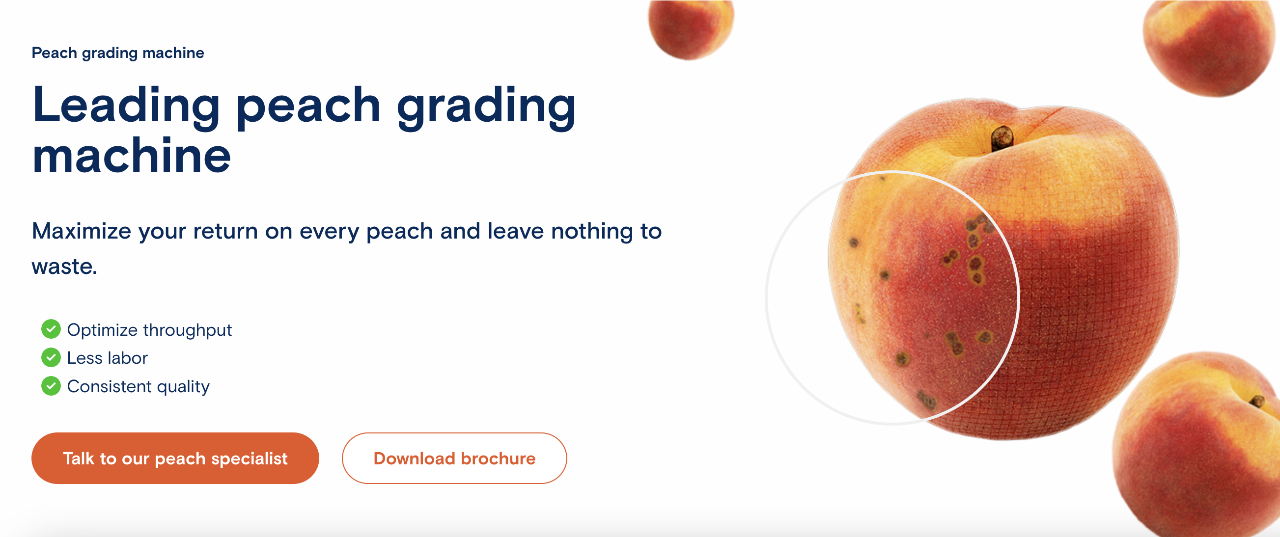 Peach grading machine - every peach counts | Ellips-Elisam